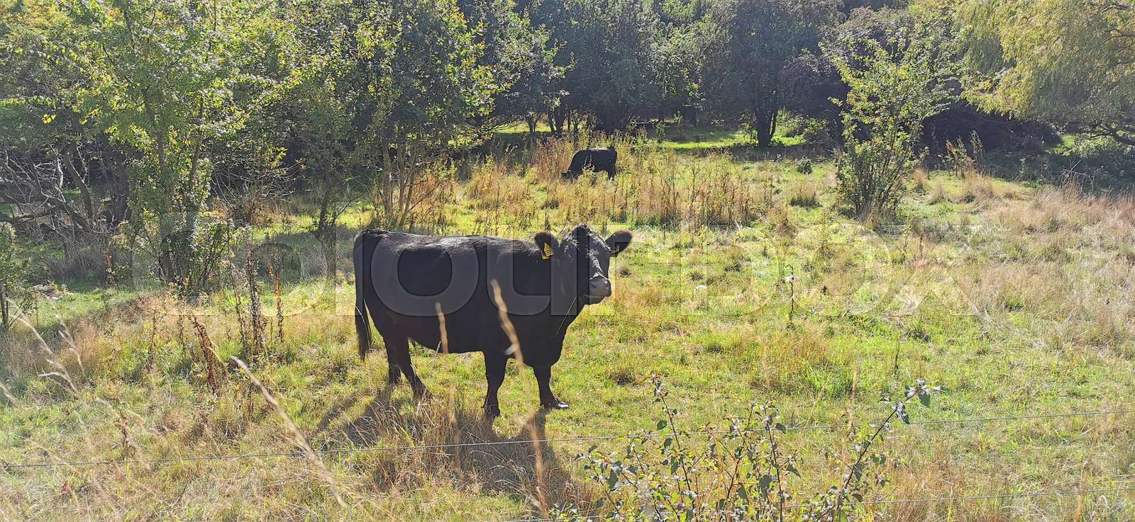 bull, meat, beef | Stock image | Colourbox