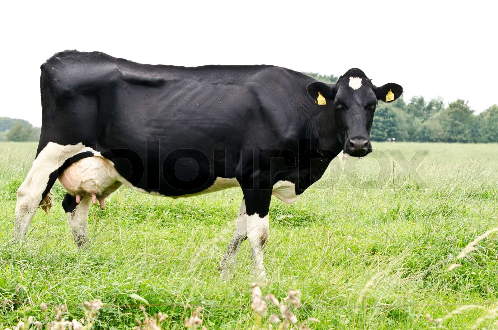 ko, dyr, landbrug, | Stock foto | Colourbox