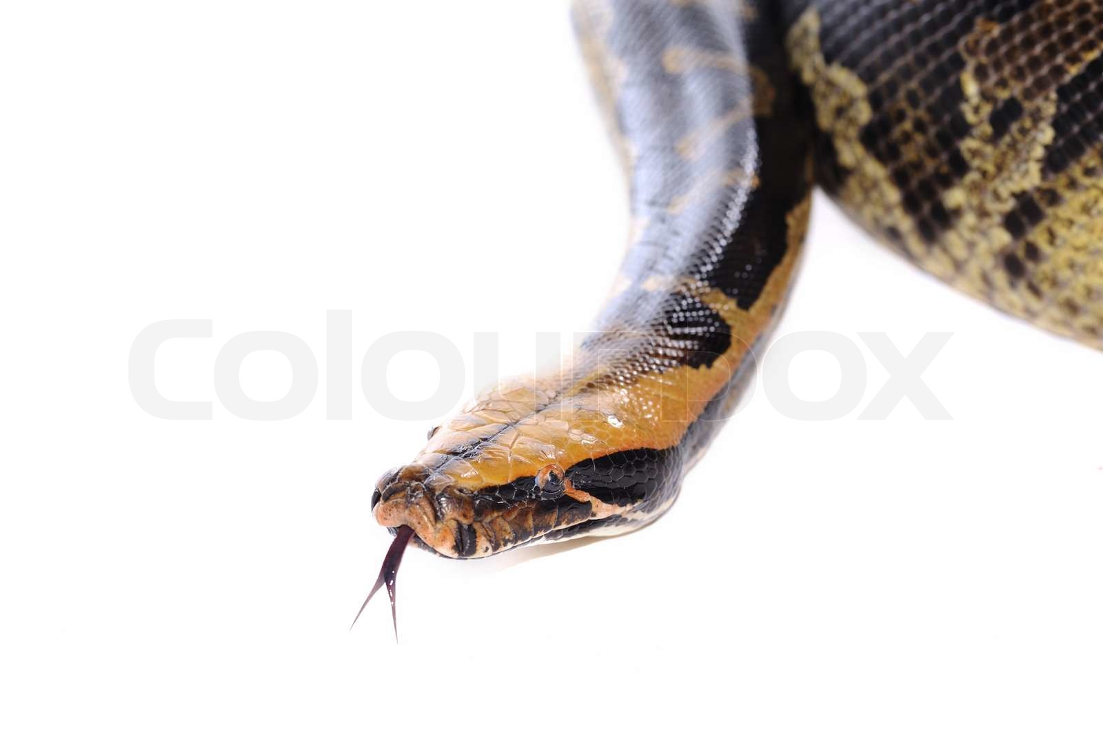 Pastel snake | Stock image | Colourbox