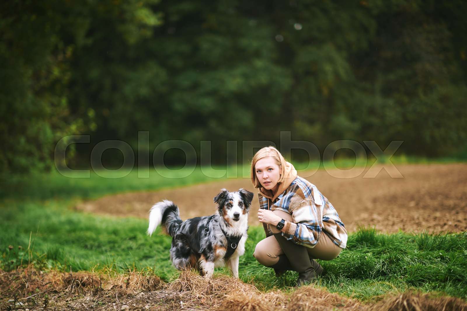 hund, australske, shepherd | Stock foto | Colourbox