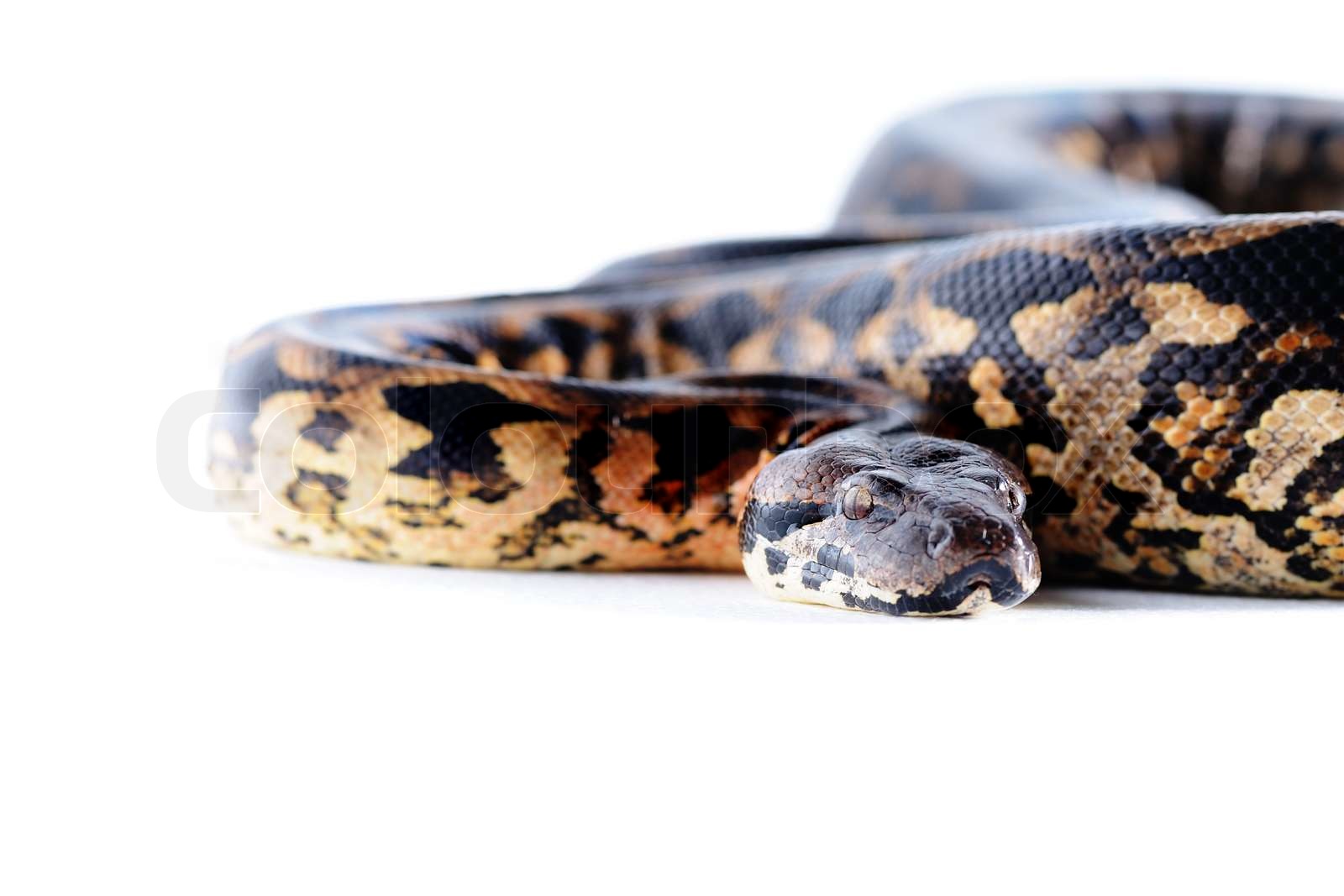 Pastel snake | Stock image | Colourbox