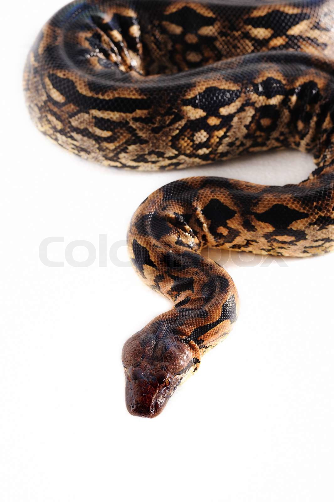 Pastel snake | Stock image | Colourbox