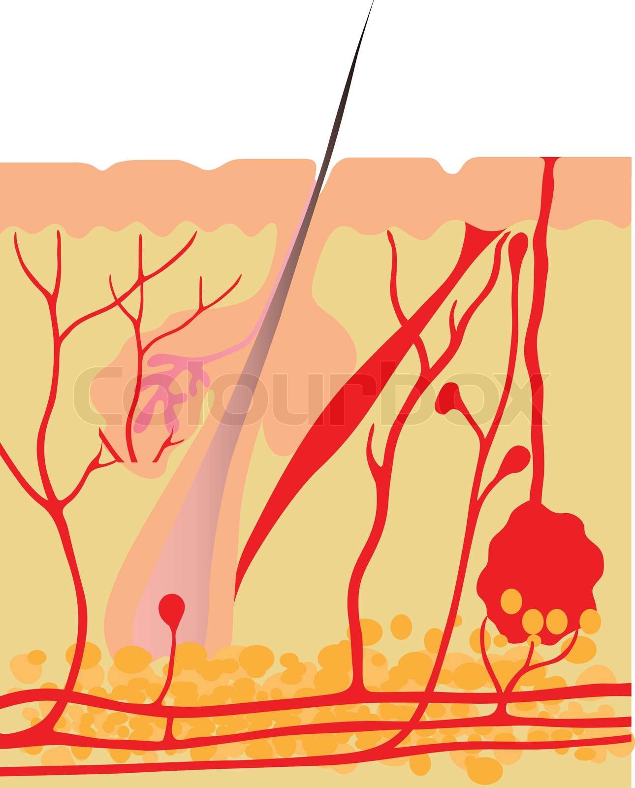 Vector Human Skin Anatomy | Stock vector | Colourbox