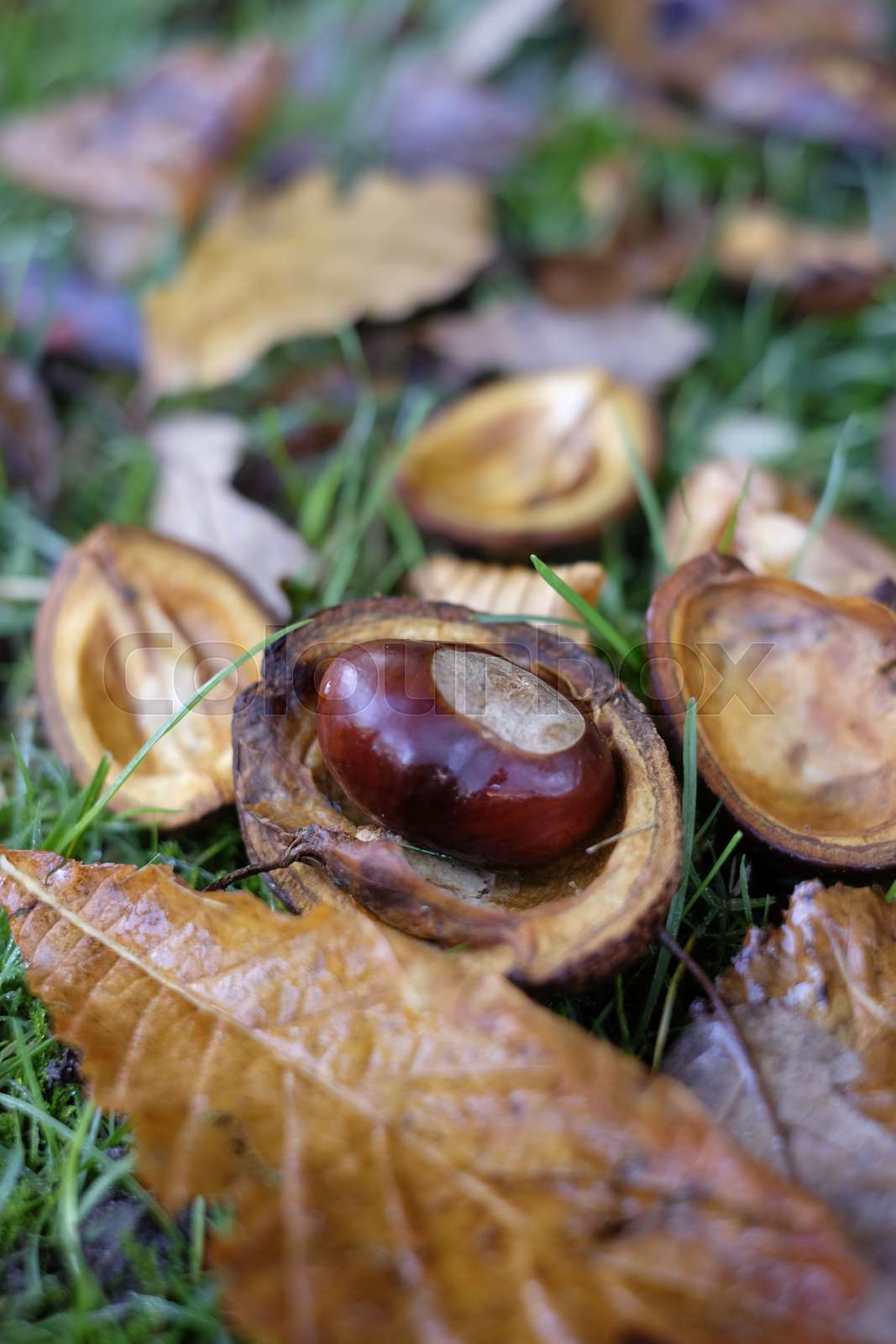 Kastanjer | Stock image | Colourbox