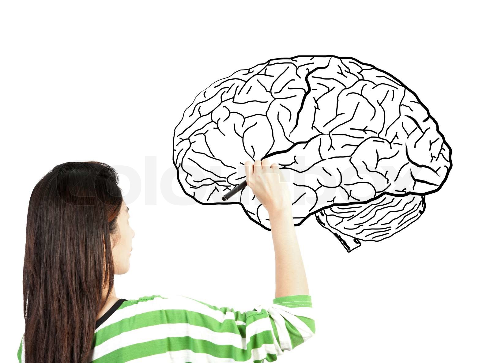 kvinde tegning menneskelige hjerne diagram | Stock foto | Colourbox