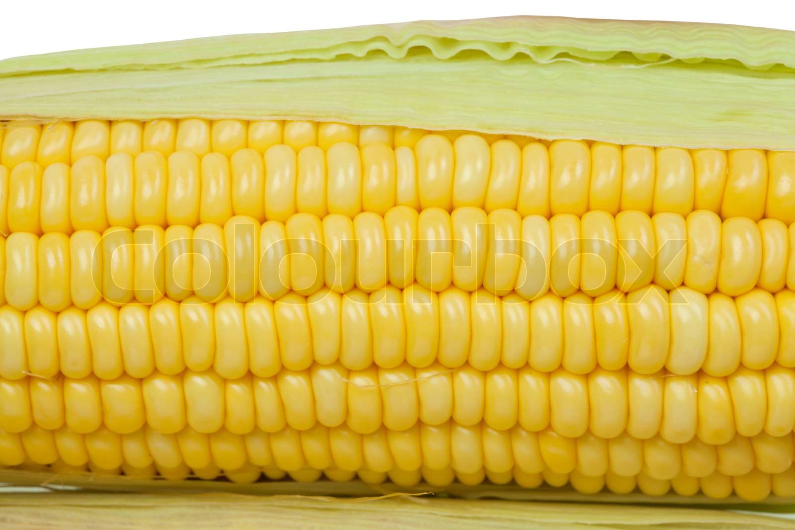 corn cob | Stock image | Colourbox