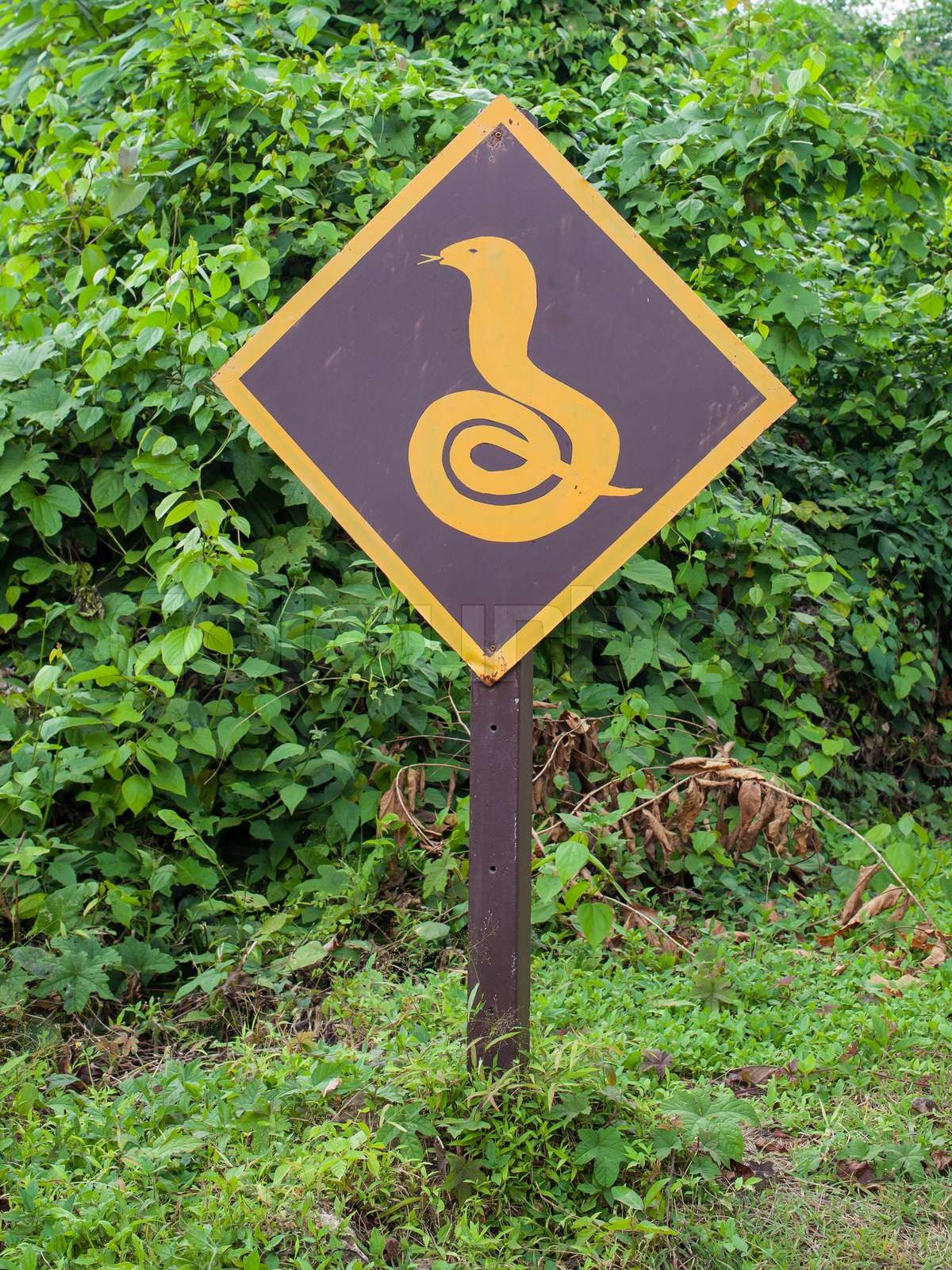 Snake Warning Sign | Stock image | Colourbox