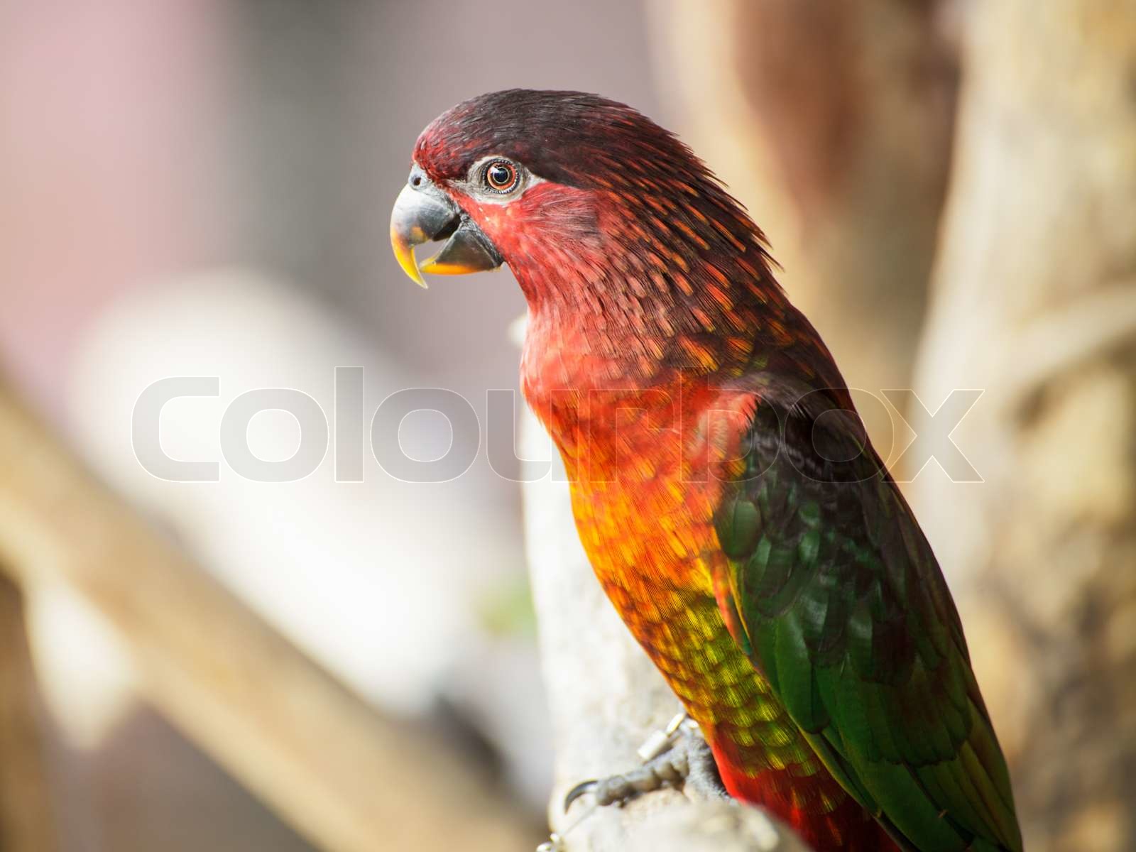 Cardinal Lory, Chalcopsitta cardinalis parrot bird | Stock image ...