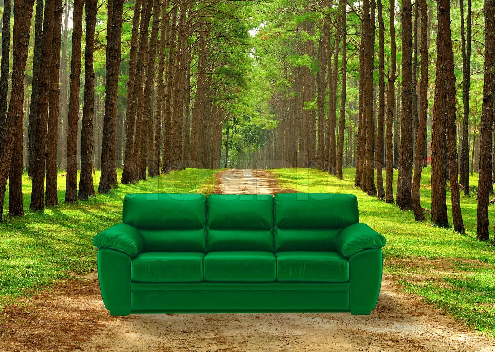 Green sofa in front of pine forrest | Stock image | Colourbox