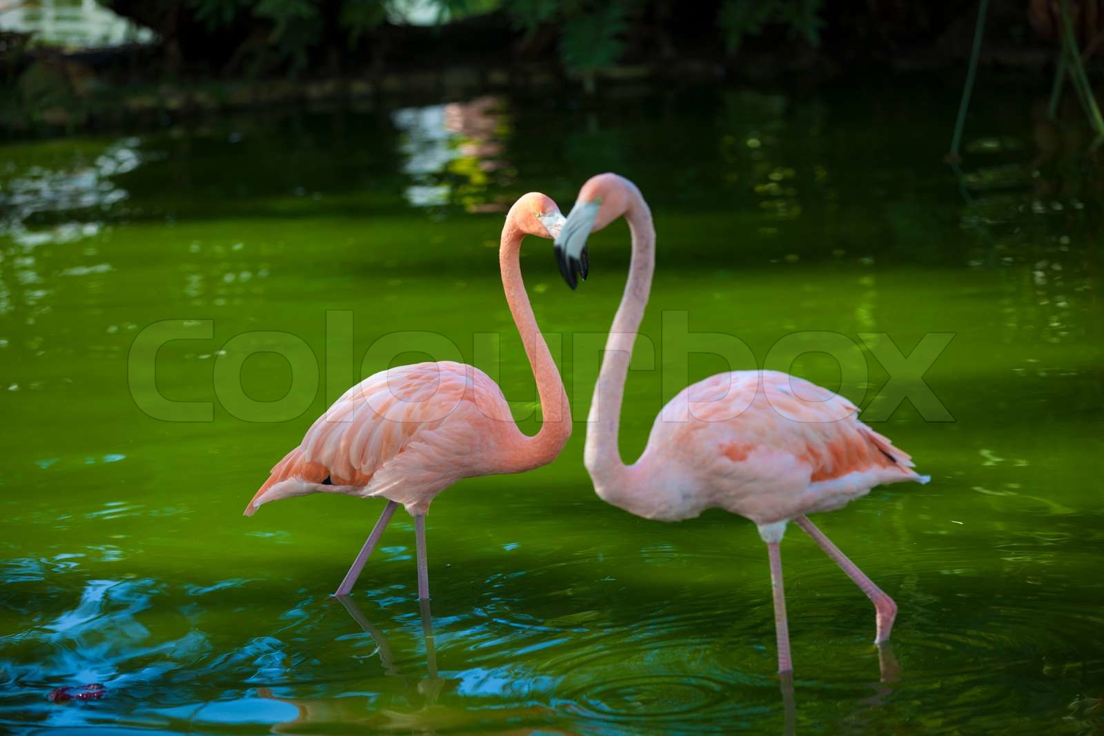 Flamingo | Stock image | Colourbox