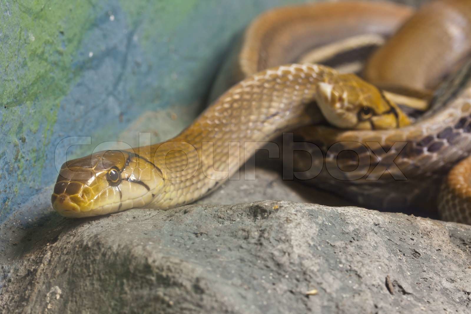 Snake, Copperhead Racer, focus at eyes | Stock image | Colourbox