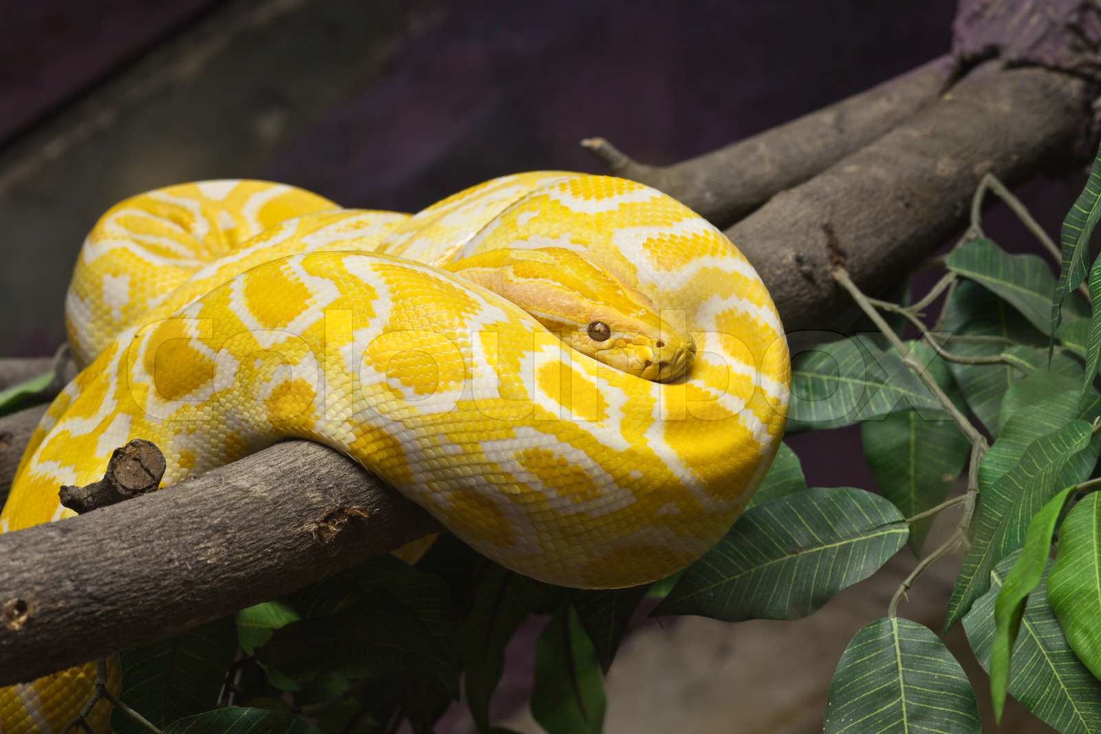 Snake, Golden Thai Python, focus at eyes | Stock image | Colourbox