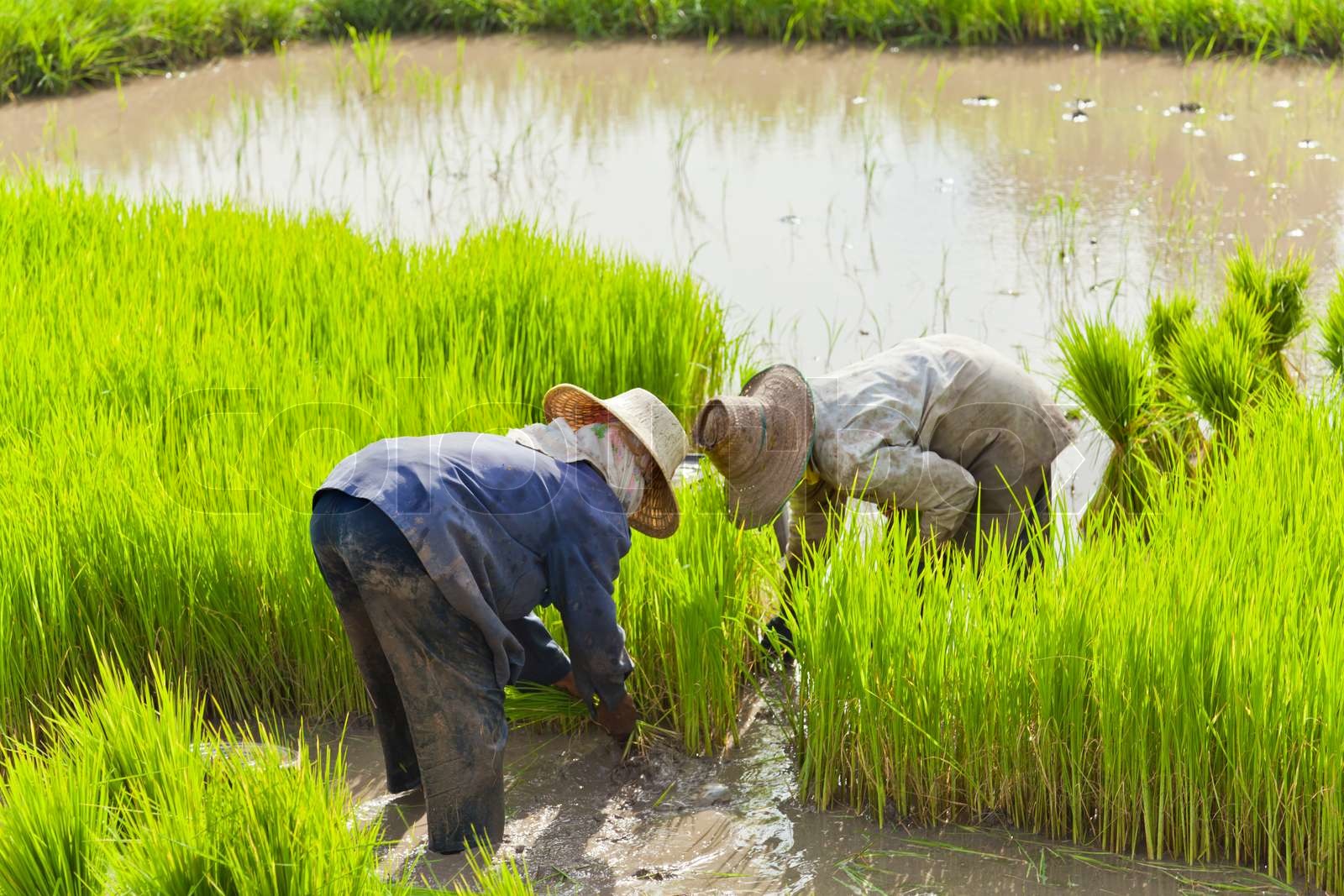Farmer in rice field, Thailand | Stock image | Colourbox