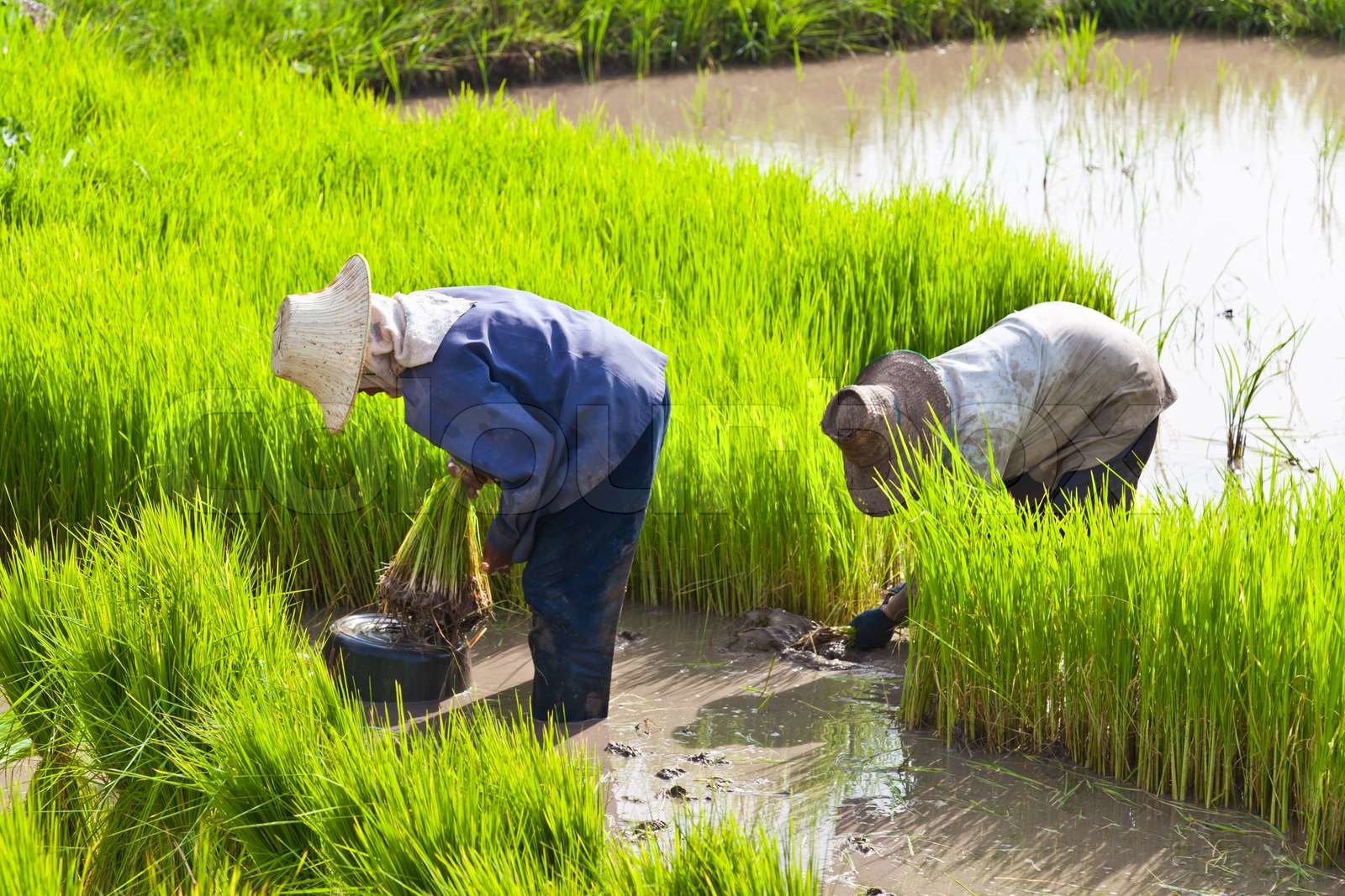 Farmer in rice field, Thailand | Stock image | Colourbox