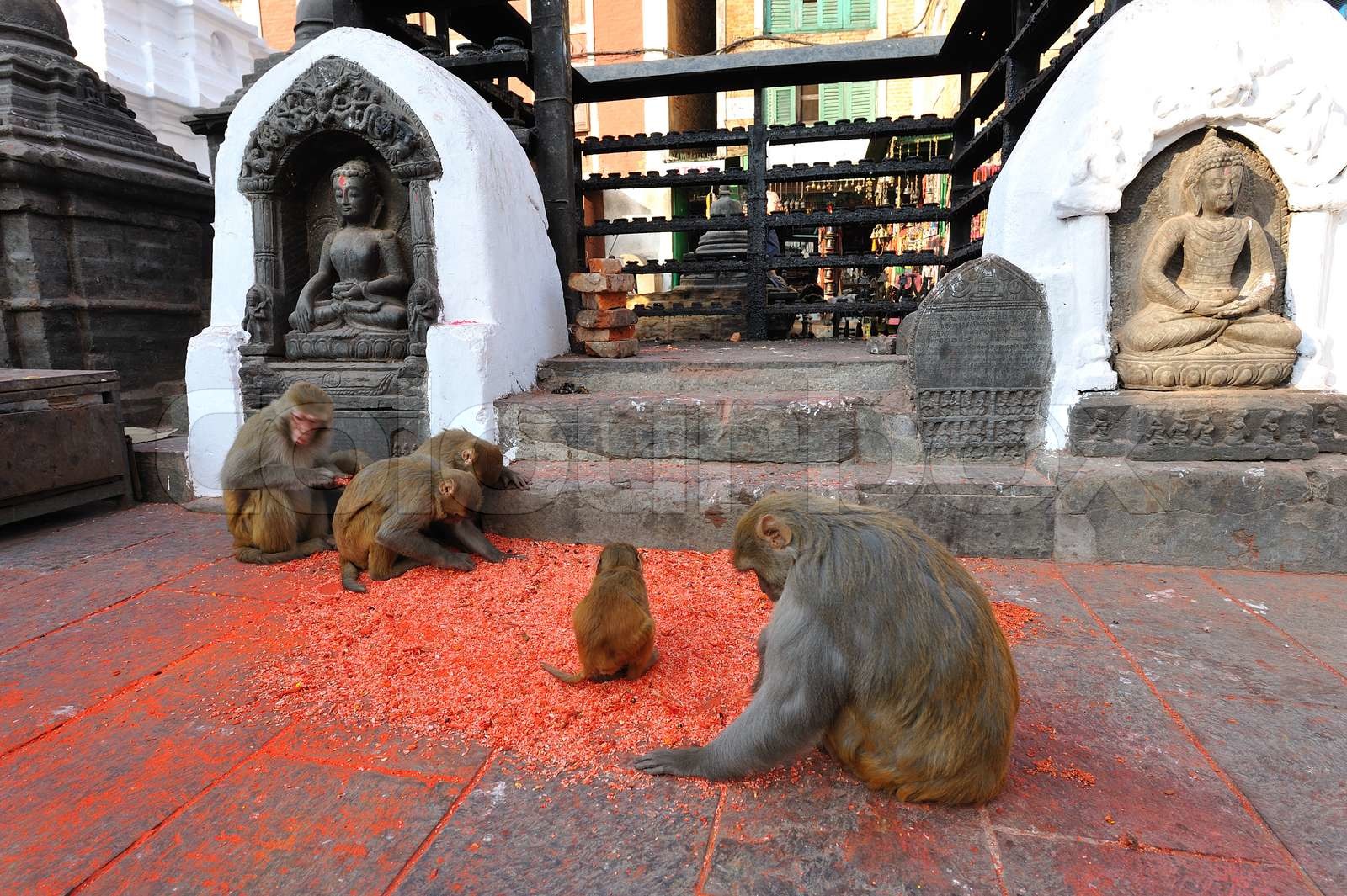 Monkeys at monkey-temple swayambhunath in Kathmandu, Nepal | Stock ...
