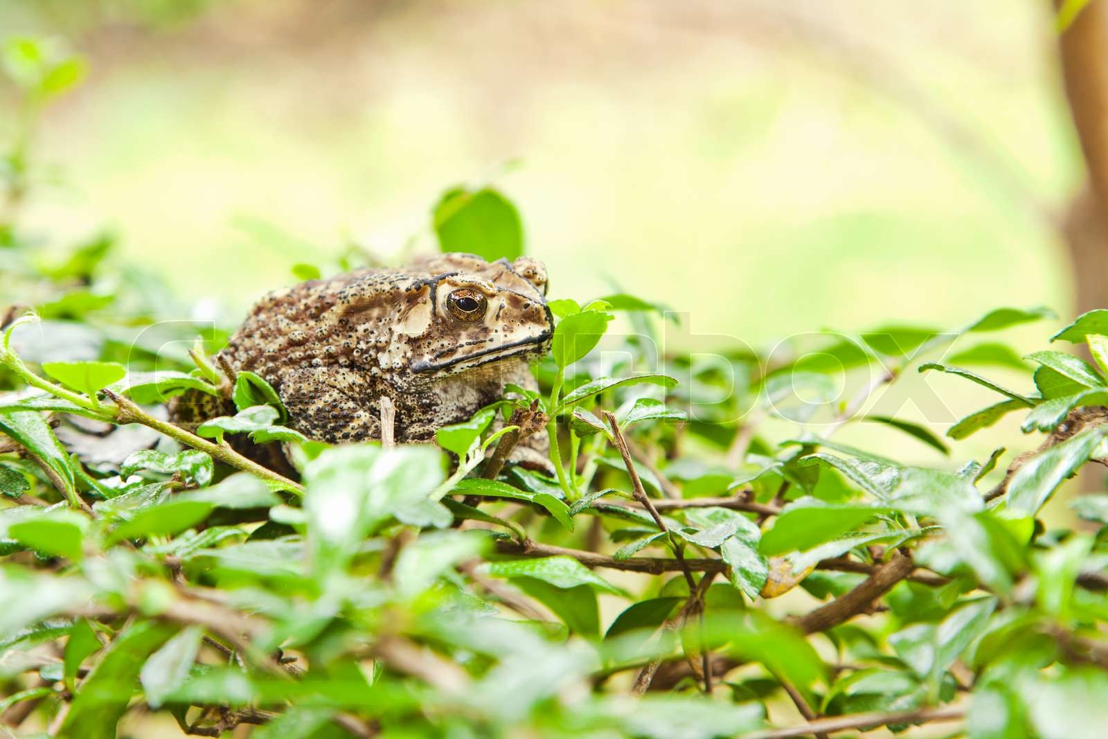 Animal, Toad auf Wiese | Stock Bild | Colourbox