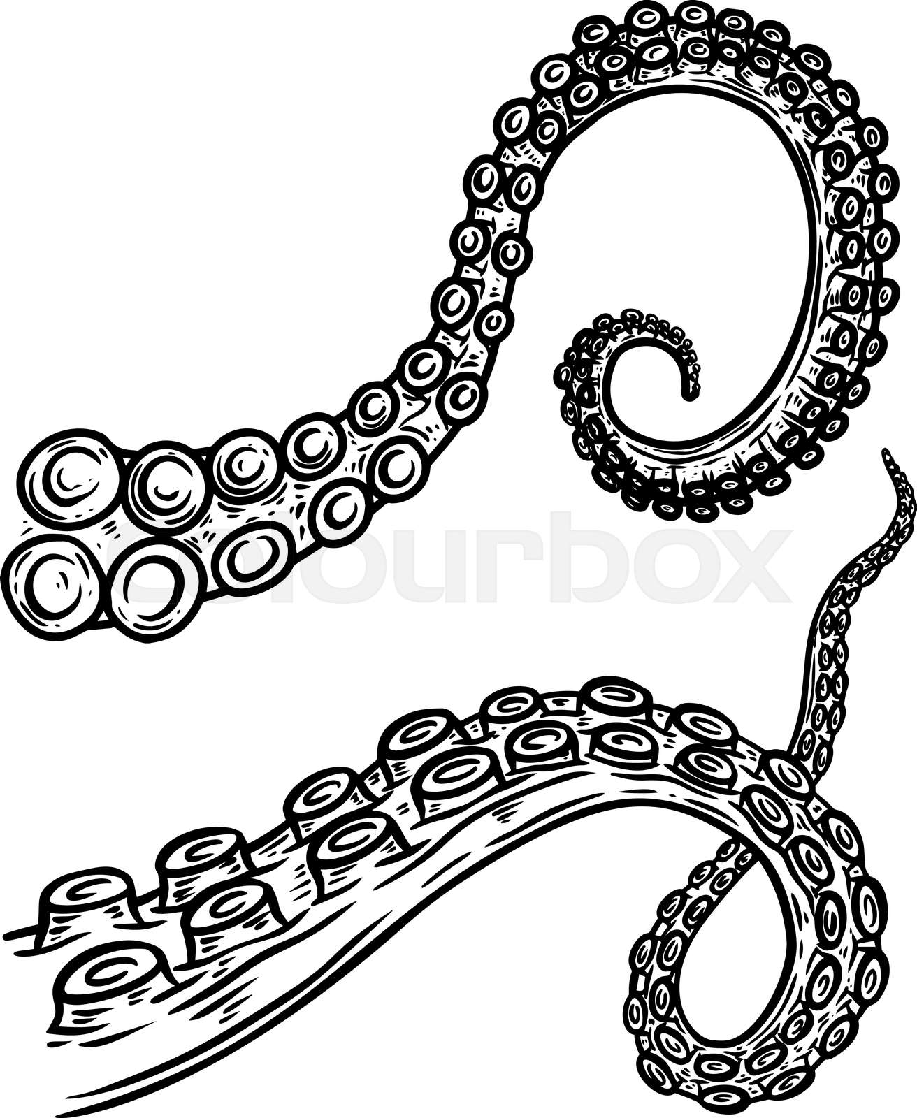 Set of octopus, squid tentacles in engraving style. Design element for ...