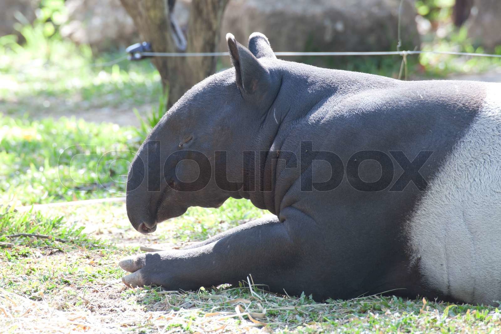 malayan tapir | Stock image | Colourbox