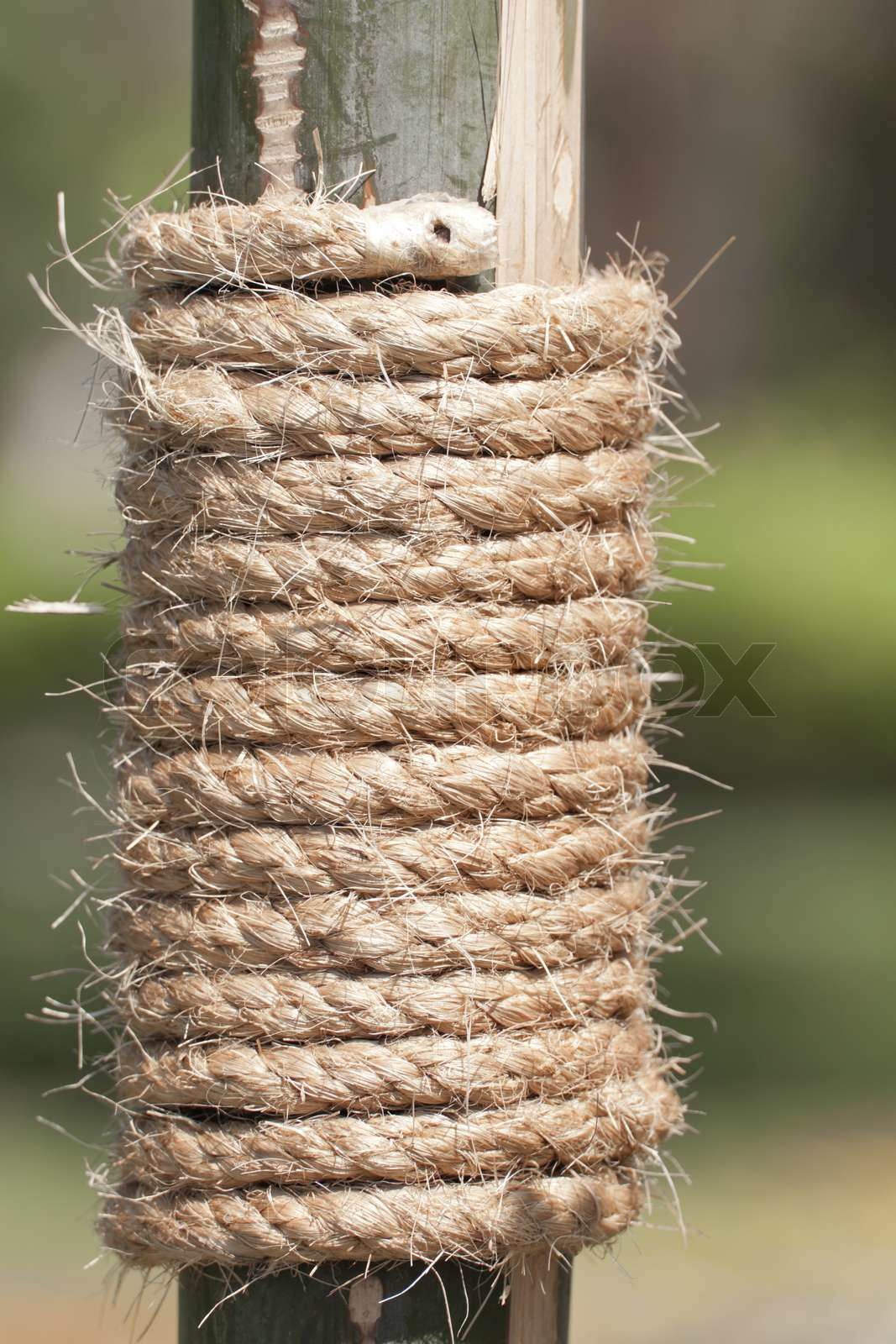 Large rope on bamboo tree | Stock image | Colourbox