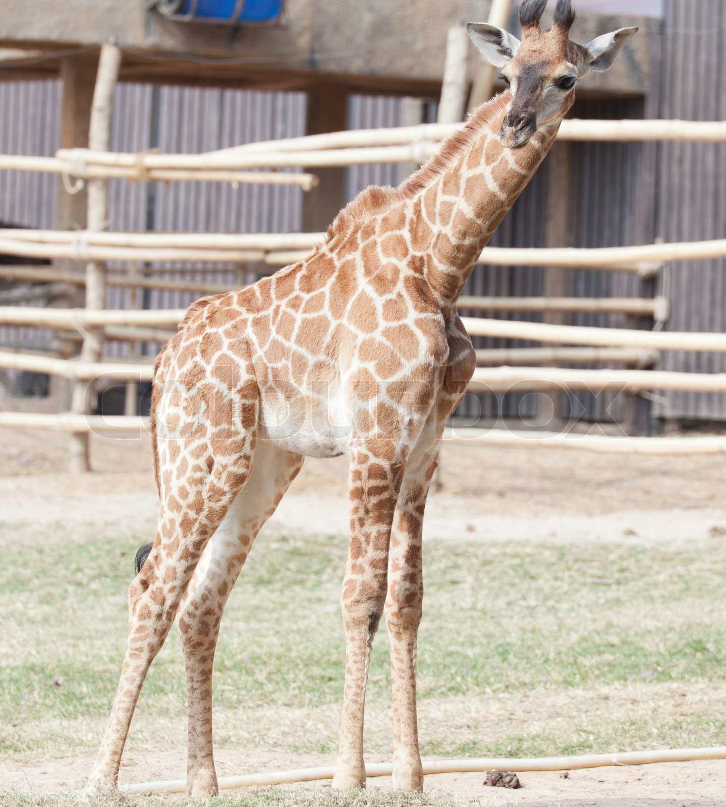 giraffe | Stock image | Colourbox