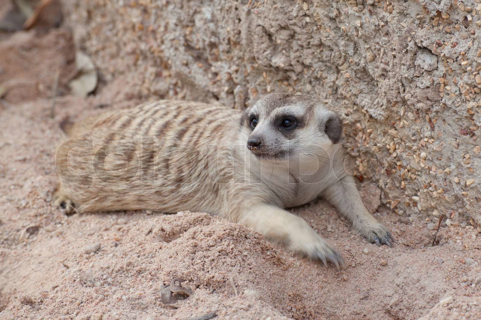 Meerkat | Stock image | Colourbox