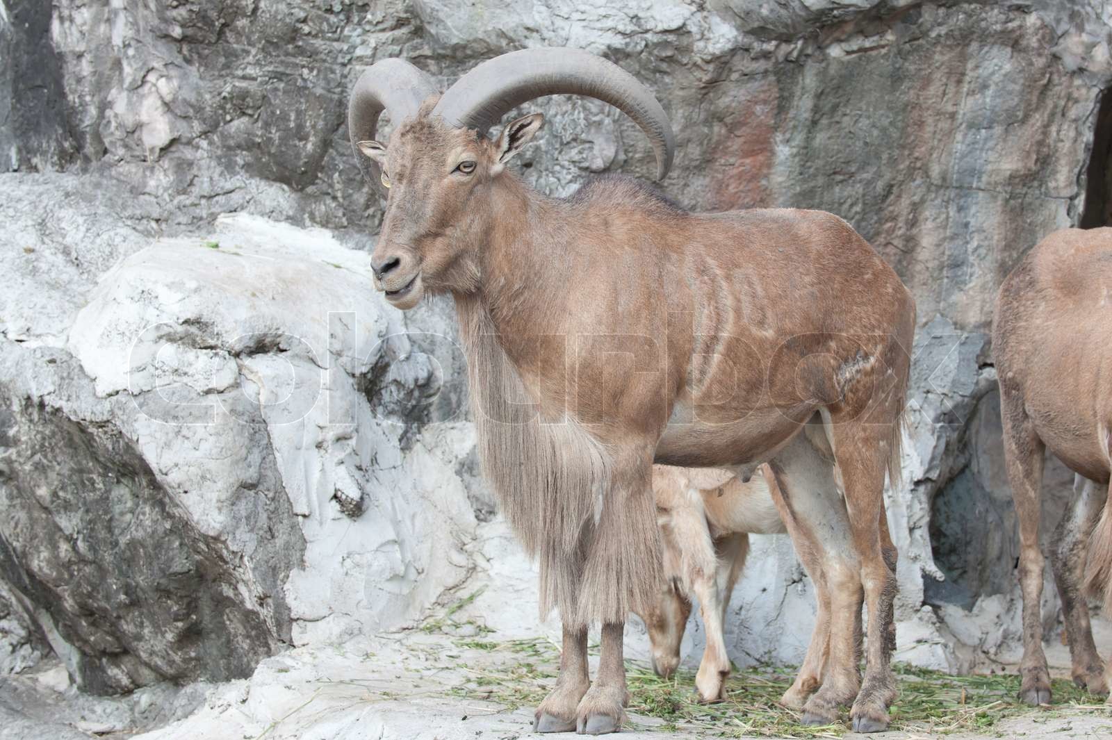 barbary sheep | Stock image | Colourbox