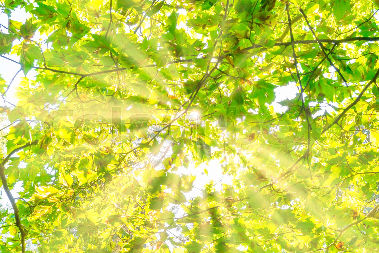Sunlight Through Leaves