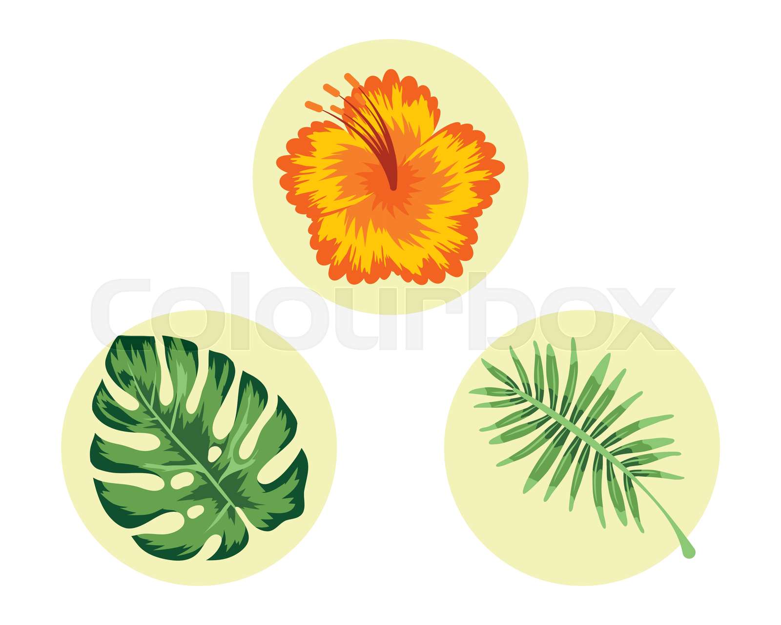 tropical, flor, playa | Vector de archivo | Colourbox