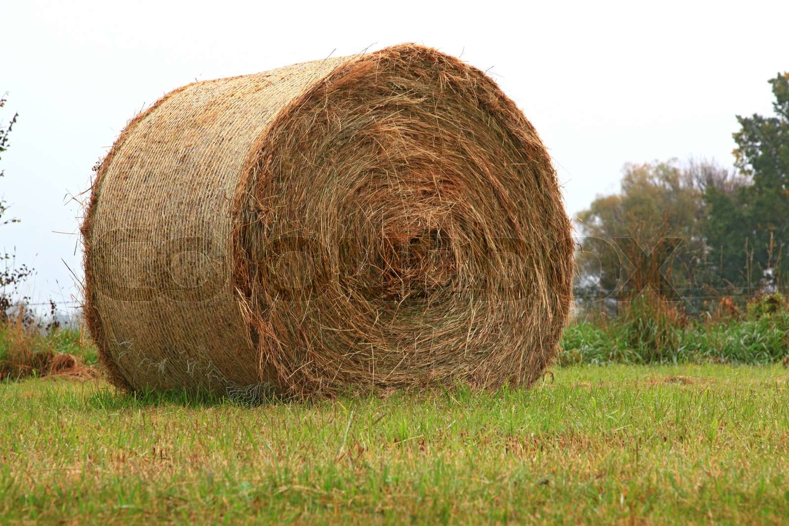 dry hay bale grass | Stock image | Colourbox