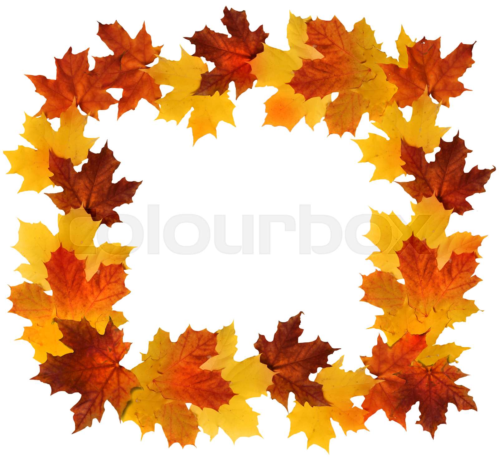 blad, ahorn, natur | Stock foto | Colourbox