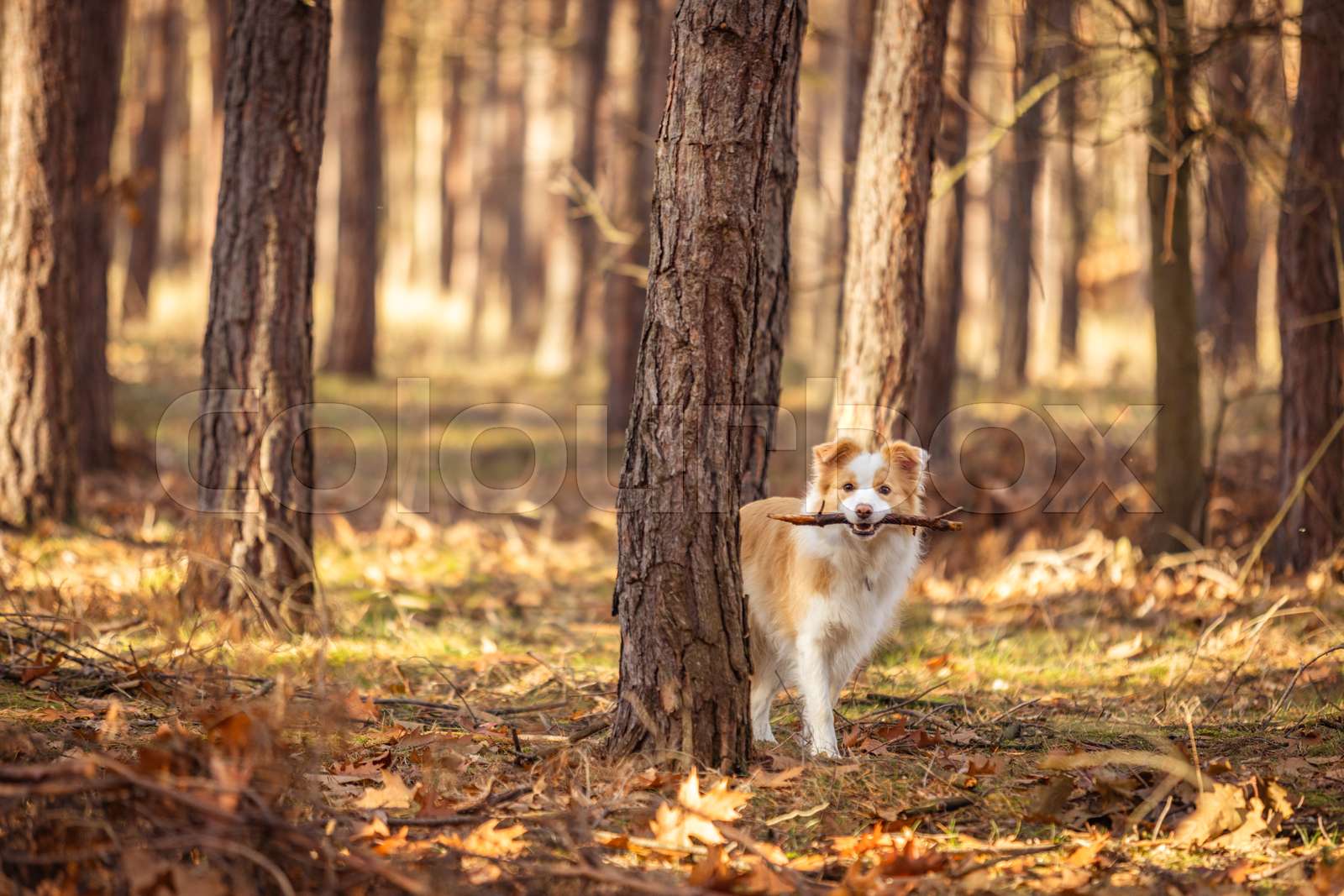 hund, wald, herbst | Stock Bild | Colourbox