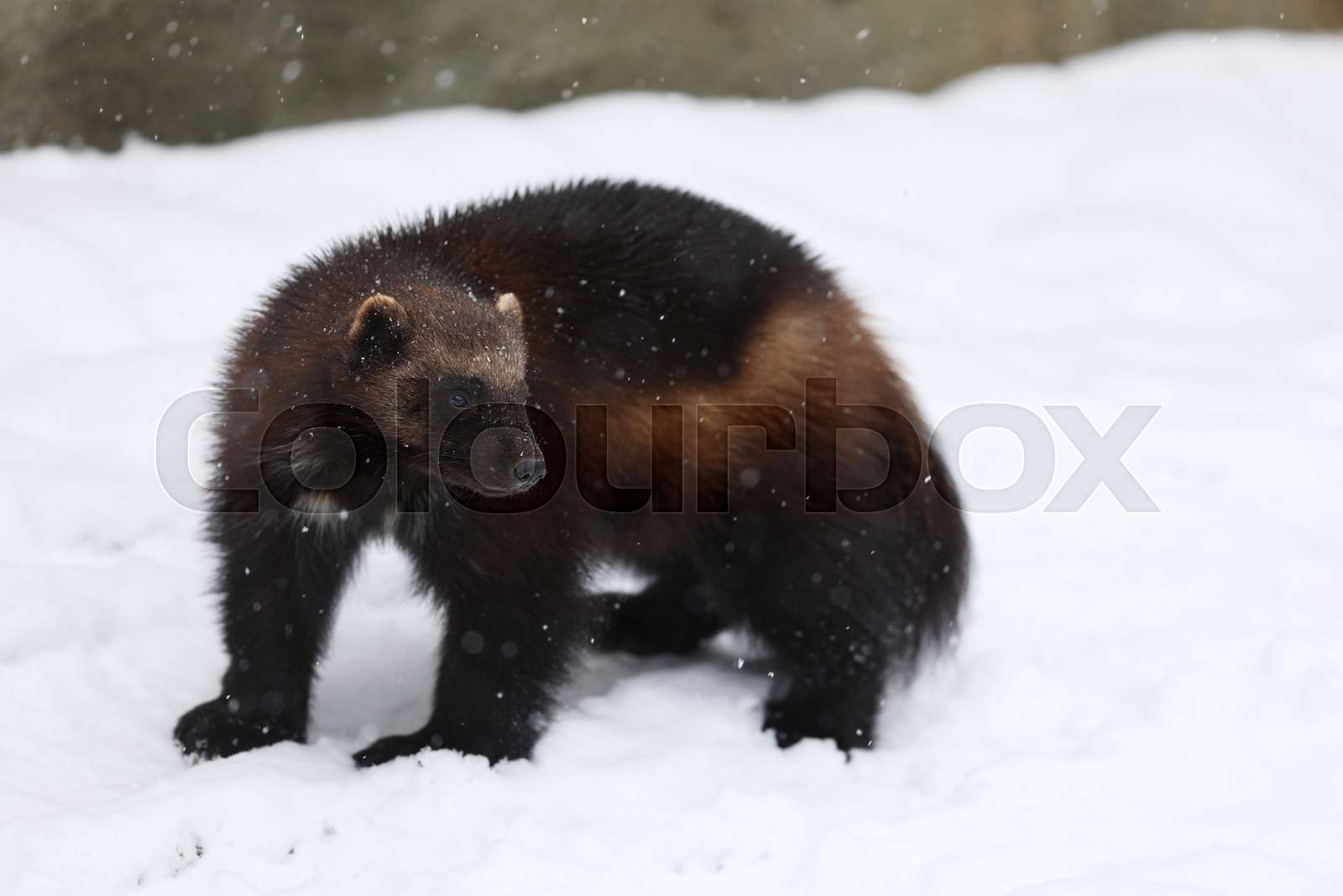 Wolverine in winter. Wolverine in Finland tajga. Wildlife scene from ...