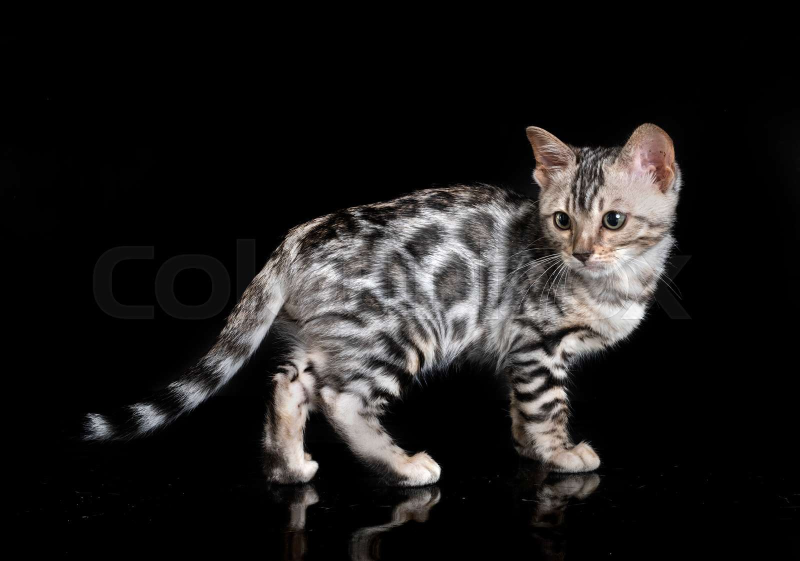 Black And Grey Bengal Cat