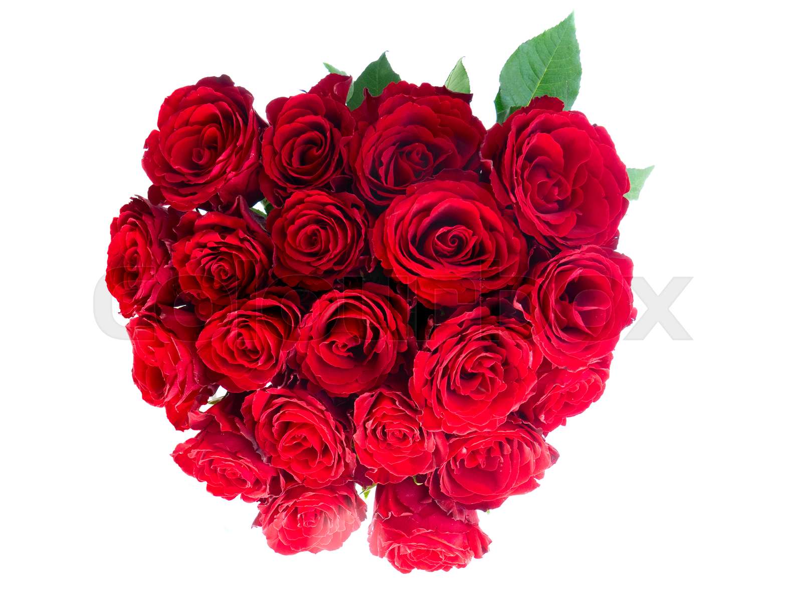 Crimson red rose flowers | Stock image | Colourbox