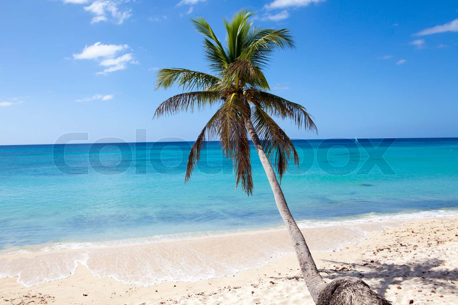 Palm treeon tropical beach | Stock image | Colourbox
