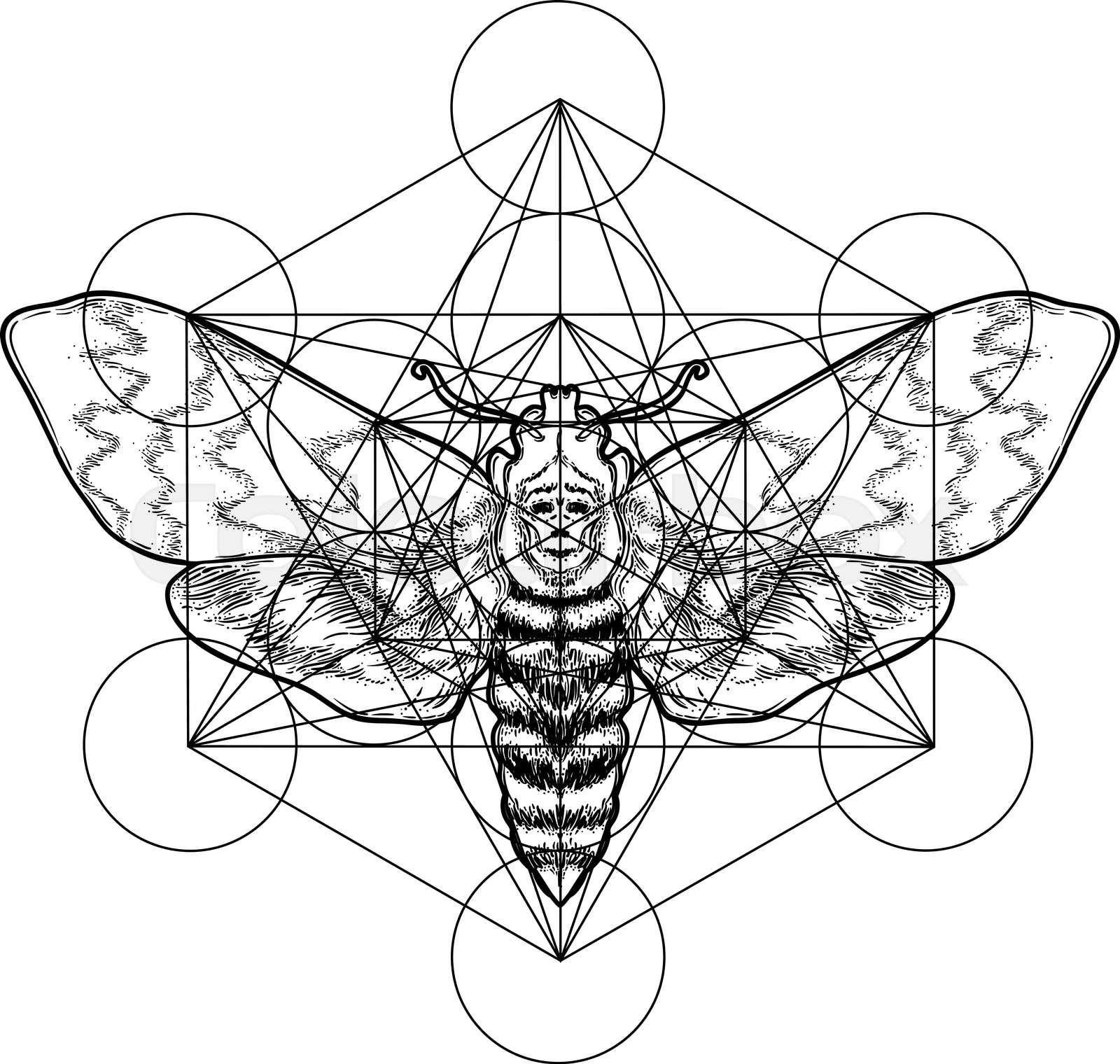 Black and white moth over sacred geometry sign, isolated vector ...
