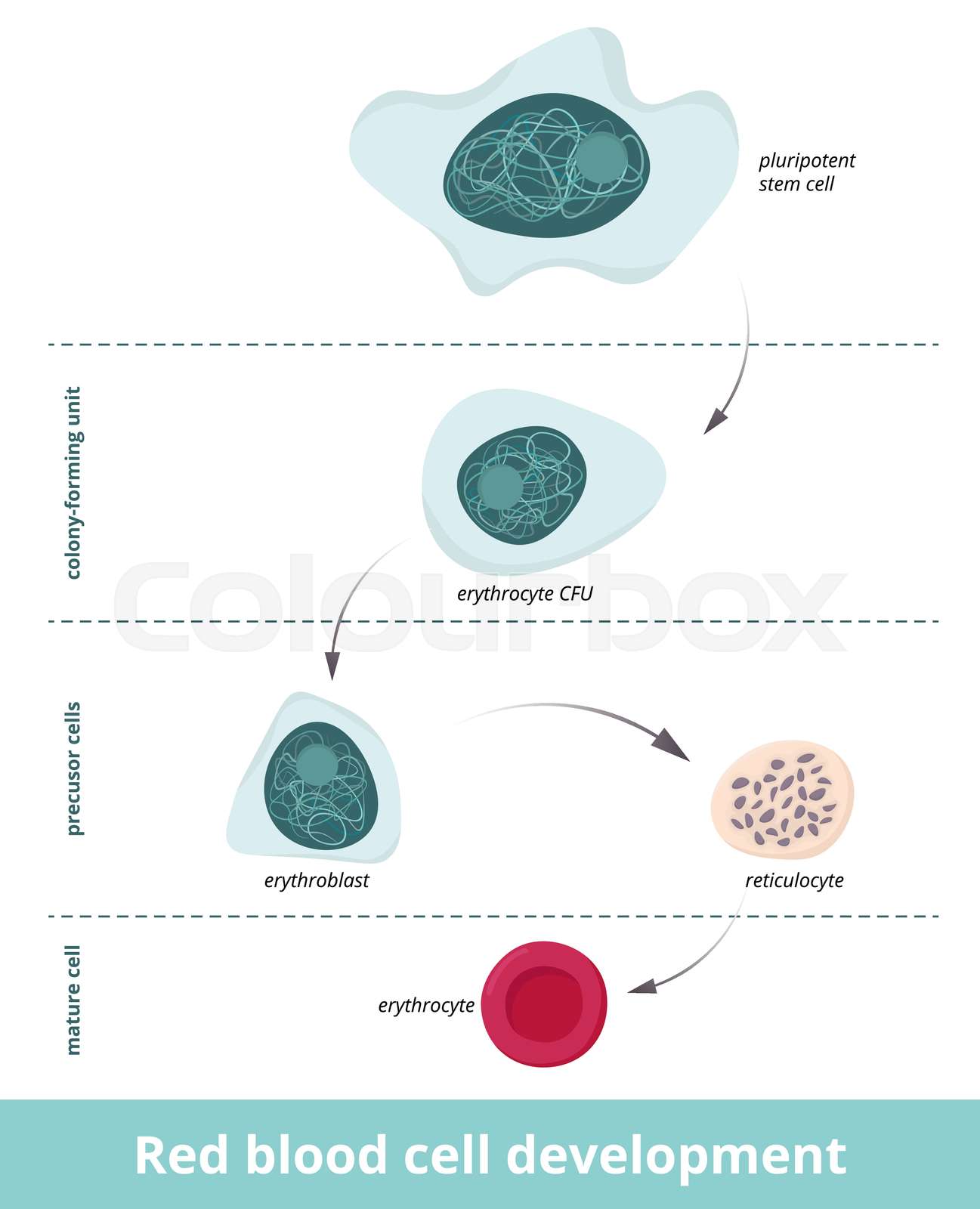 Reticulocyte And Erythrocyte