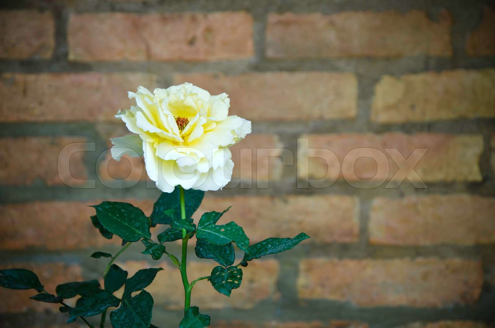 Vintage Yellow Rose | Stock image | Colourbox