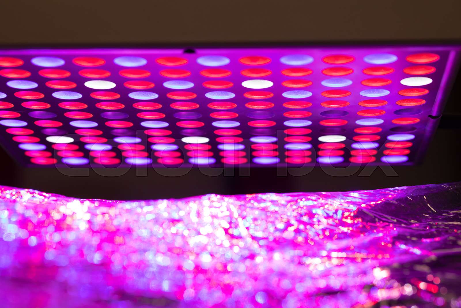 Purple and magenta led light dial for greenhouse plant growth - Stock ...