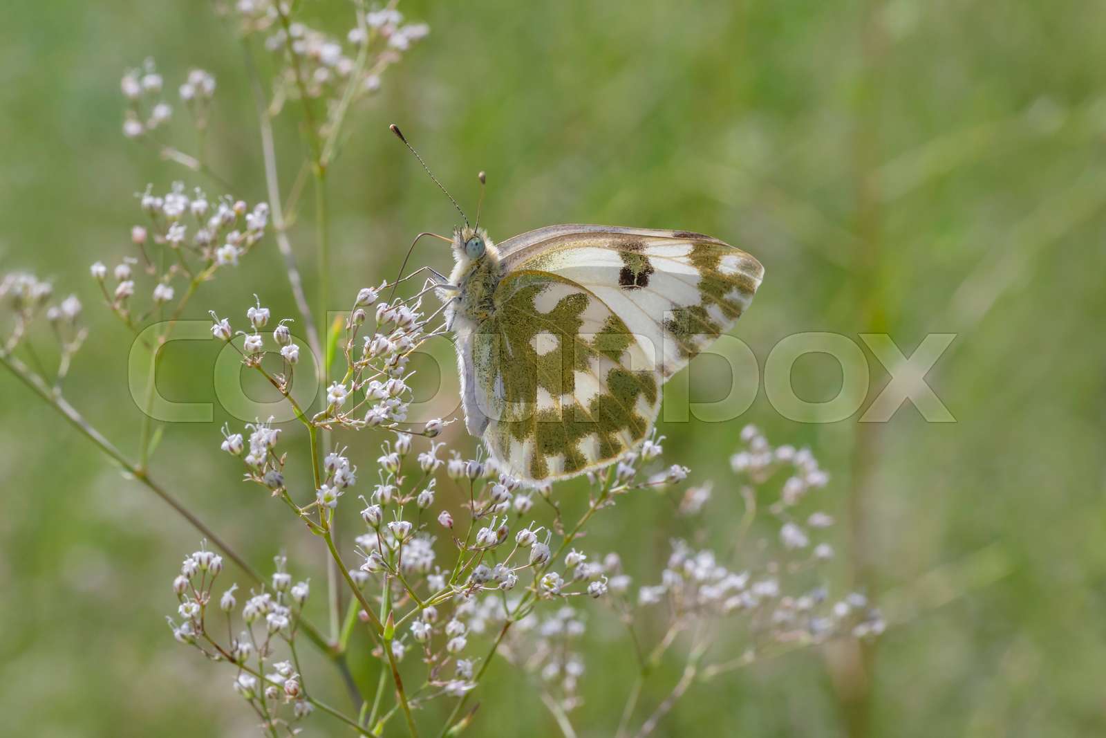 sommerfugl, hvid, vilde | Stock foto | Colourbox