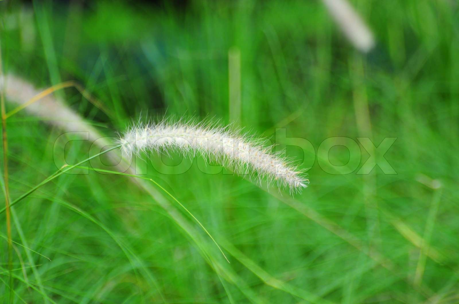 dog-tail grass/ grass bloom in nature with sunlight | Stock image ...