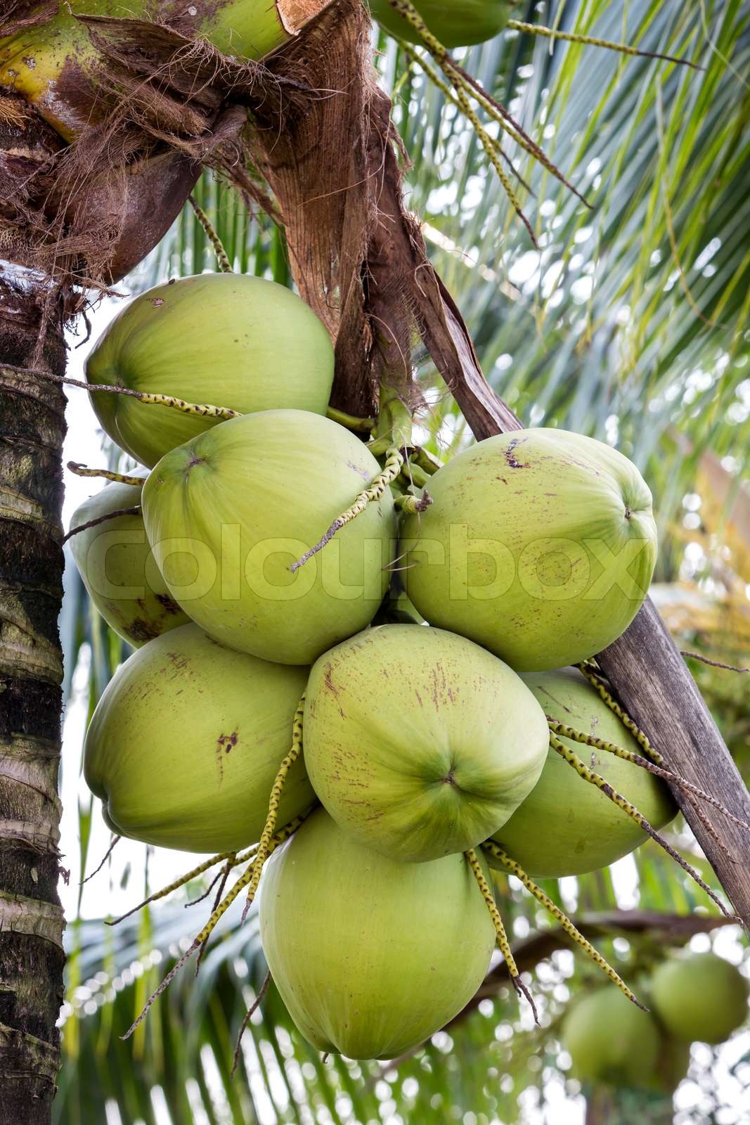 Bunch of coconuts | Stock image | Colourbox