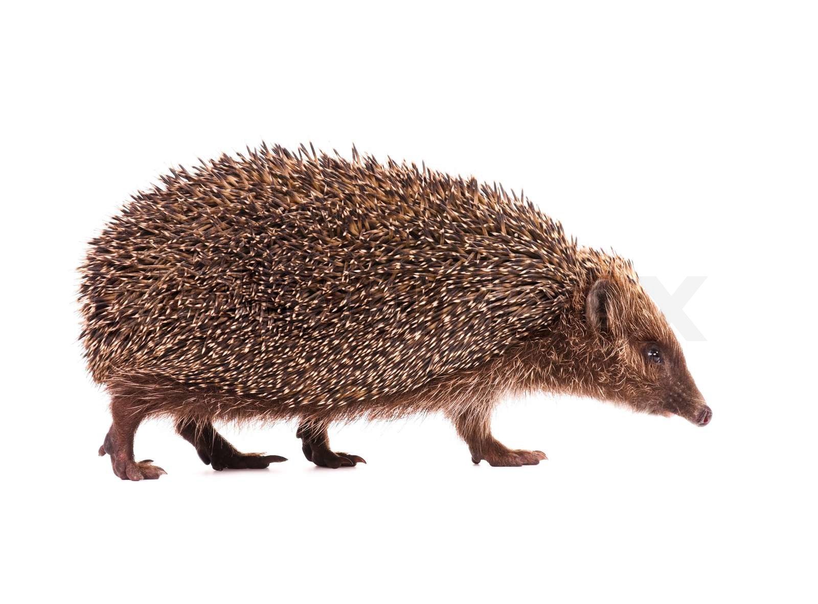 Igel | Stock Bild | Colourbox