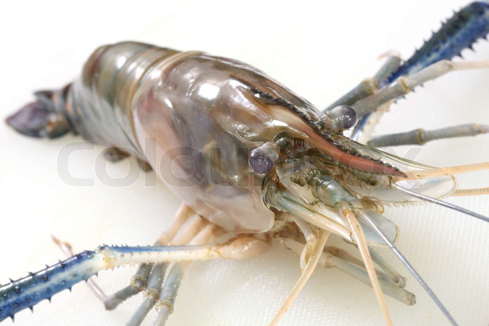 Raw Tiger Prawn | Stock image | Colourbox