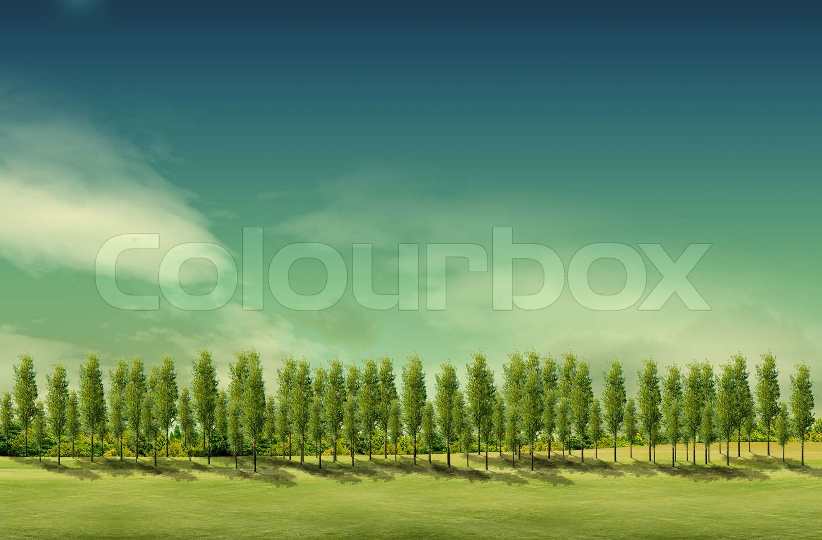 field landscape with trees | Stock image | Colourbox