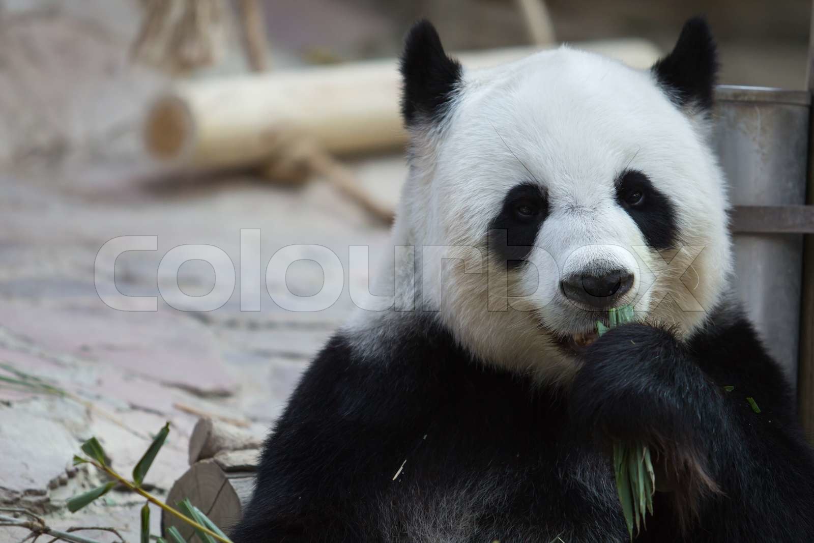 panda | Stock image | Colourbox