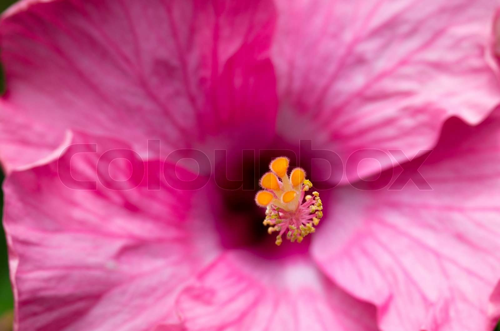 Macro shot of carpel of Pink flower | Stock image | Colourbox