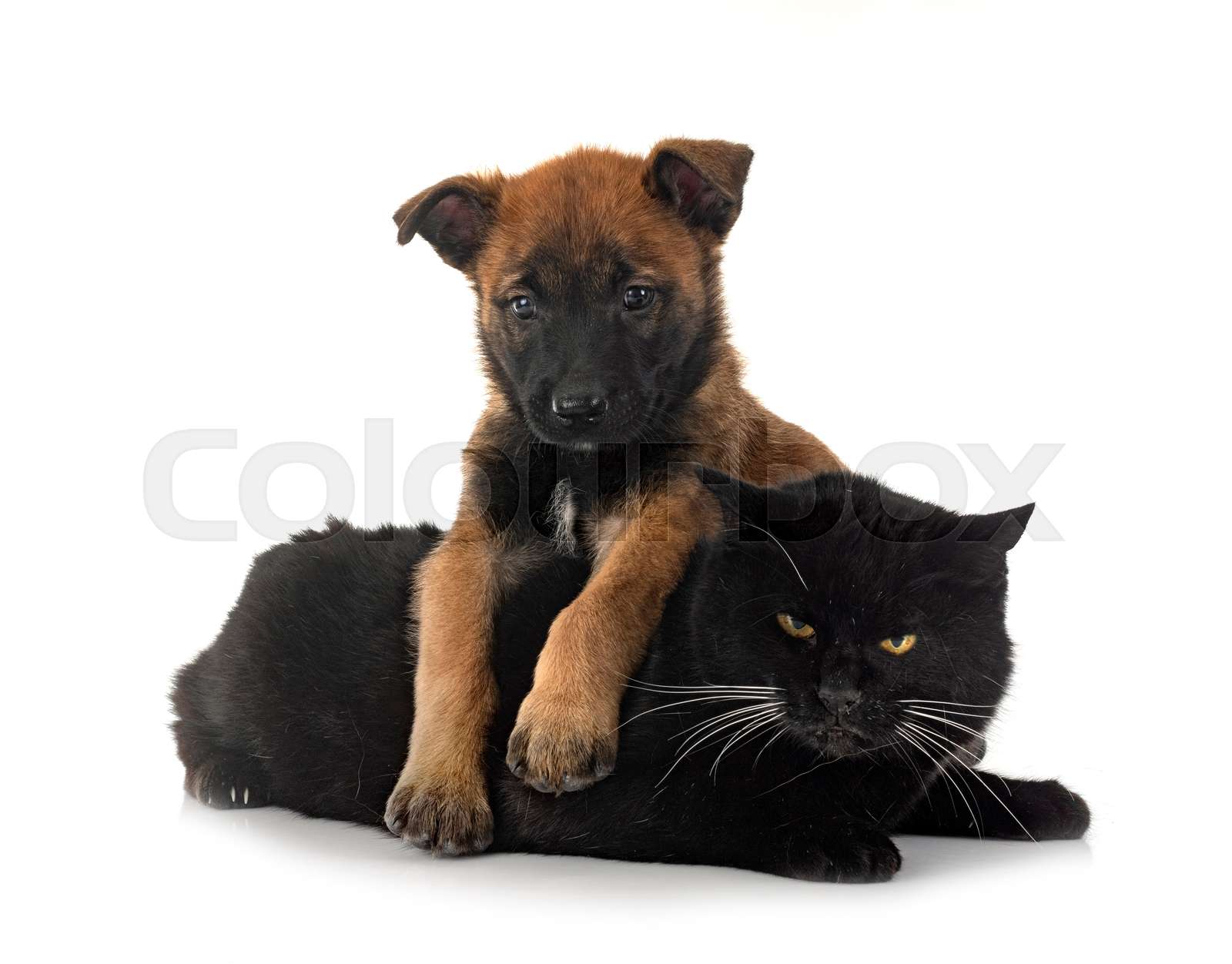 puppy malinois and cat | Stock image | Colourbox