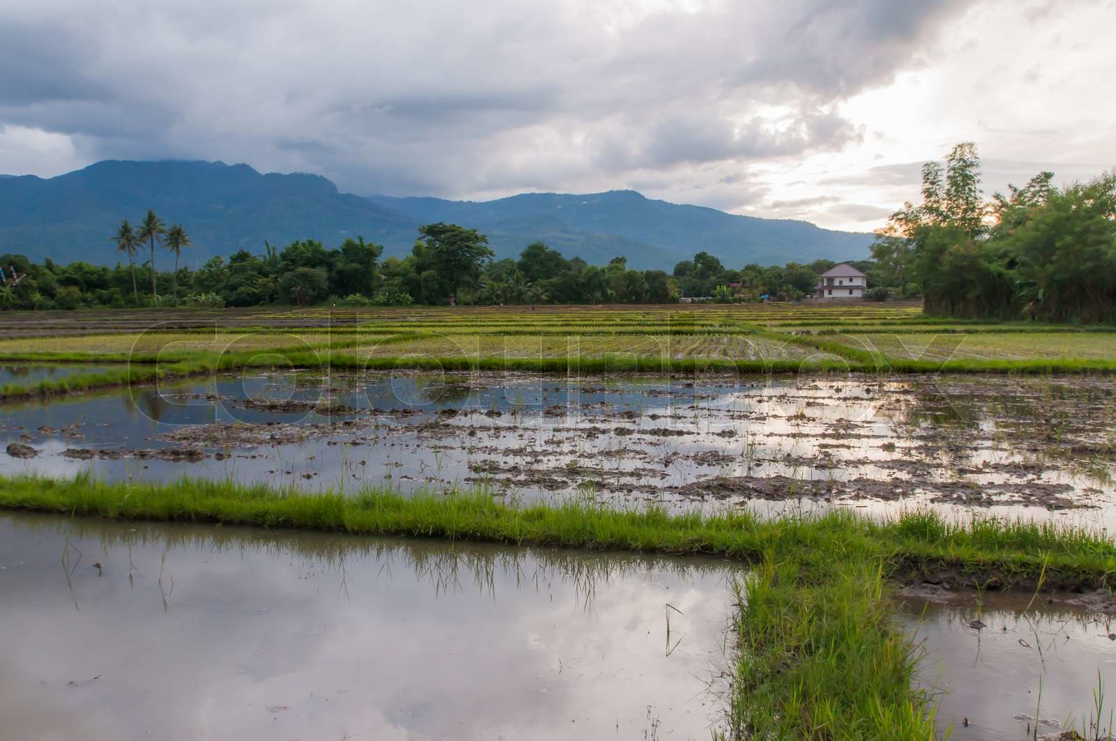 Prepare the soil for rice fields | Stock image | Colourbox