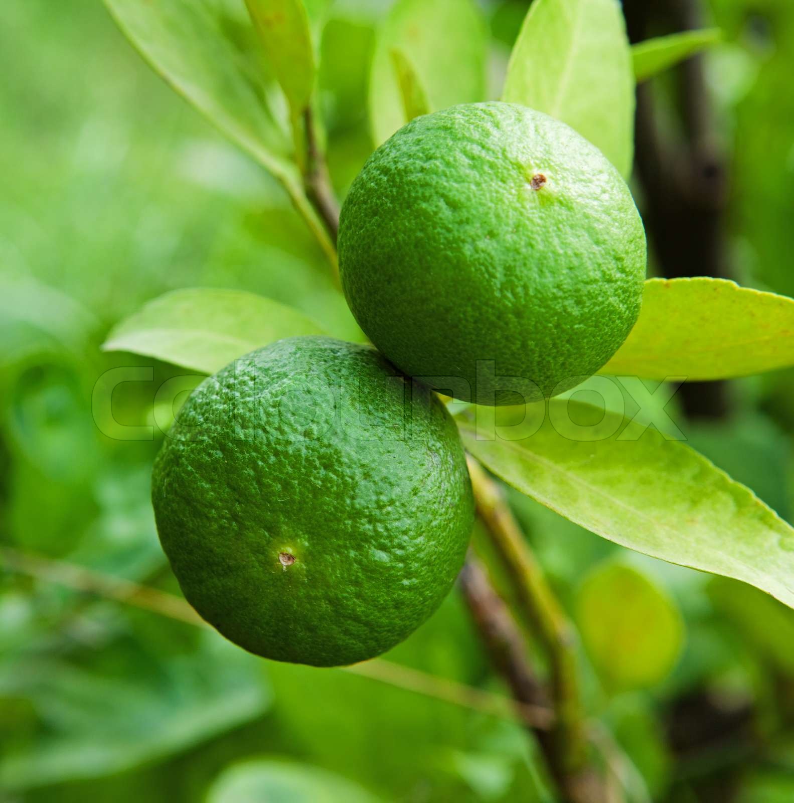 Green Lemon | Stock image | Colourbox